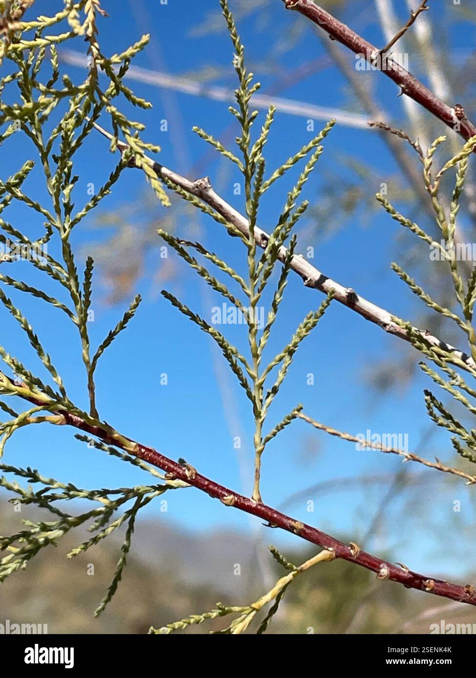 saltcedar (Tamarix ramosissima), Plantae, Santa Rosa and San Jacinto ...