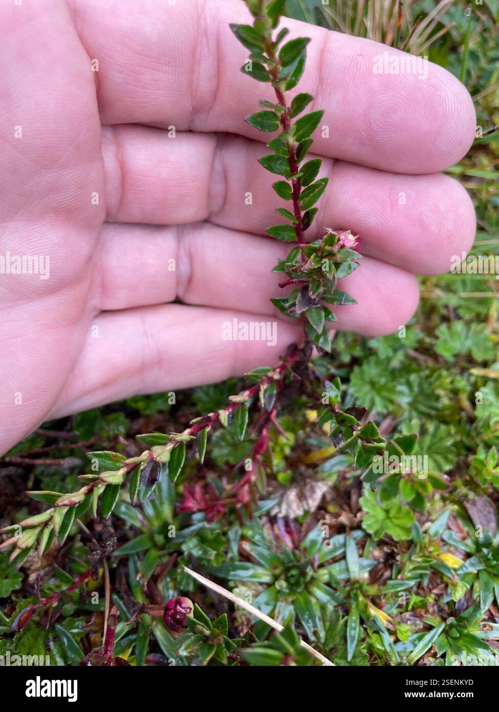 water mattress (Plantago rigida), Plantae, Herveo, Los Nevados, CO-TO ...