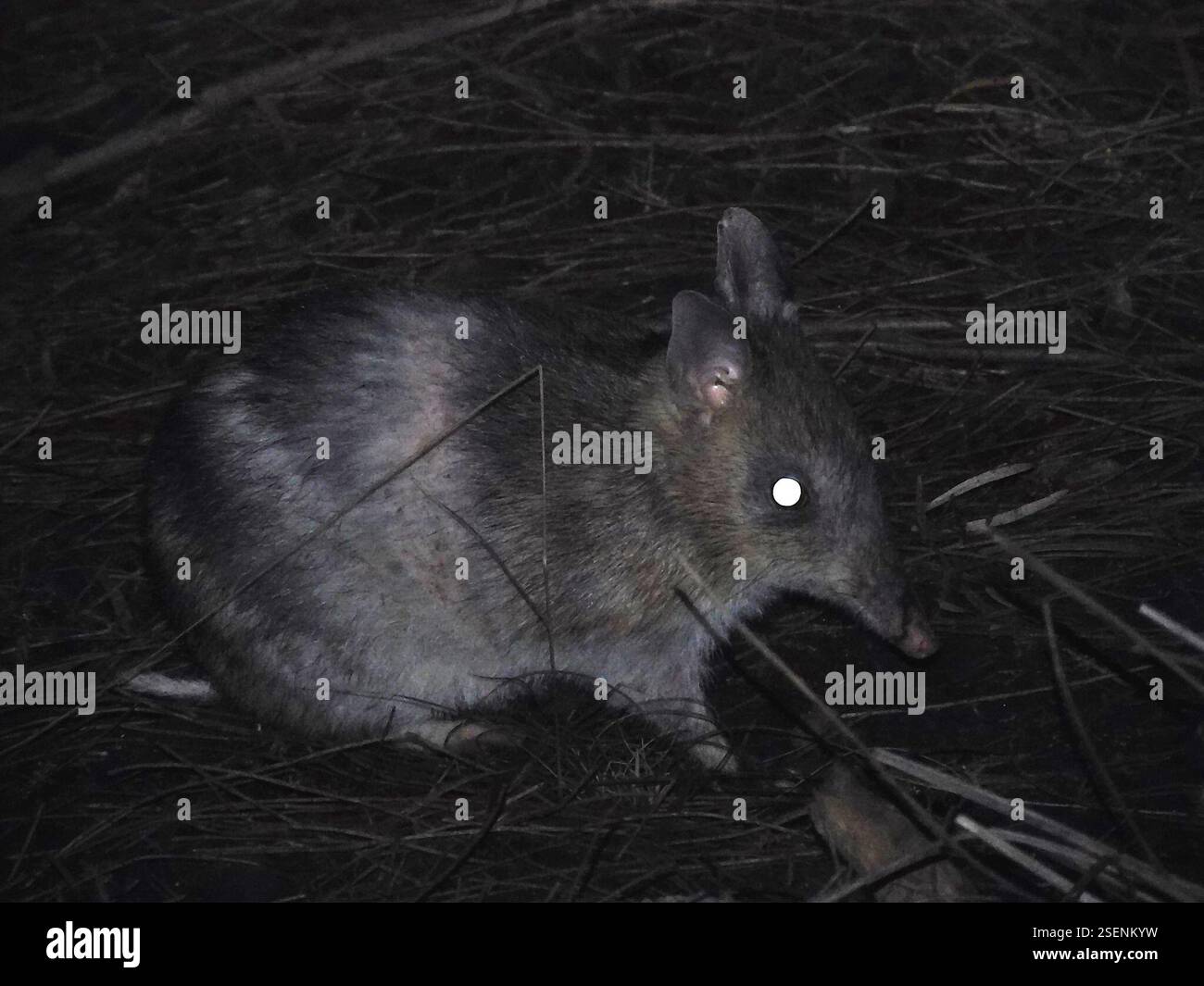 Eastern Barred Bandicoot (Perameles gunnii), Mammalia, Hobart TAS ...