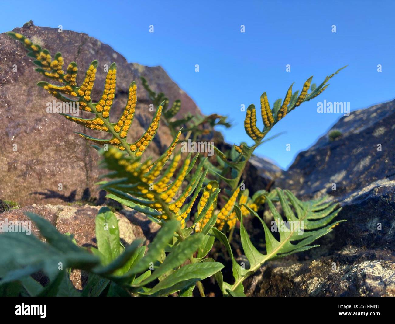 polypody ferns (Polypodium), Plantae, Old Church Lane, Edinburgh ...