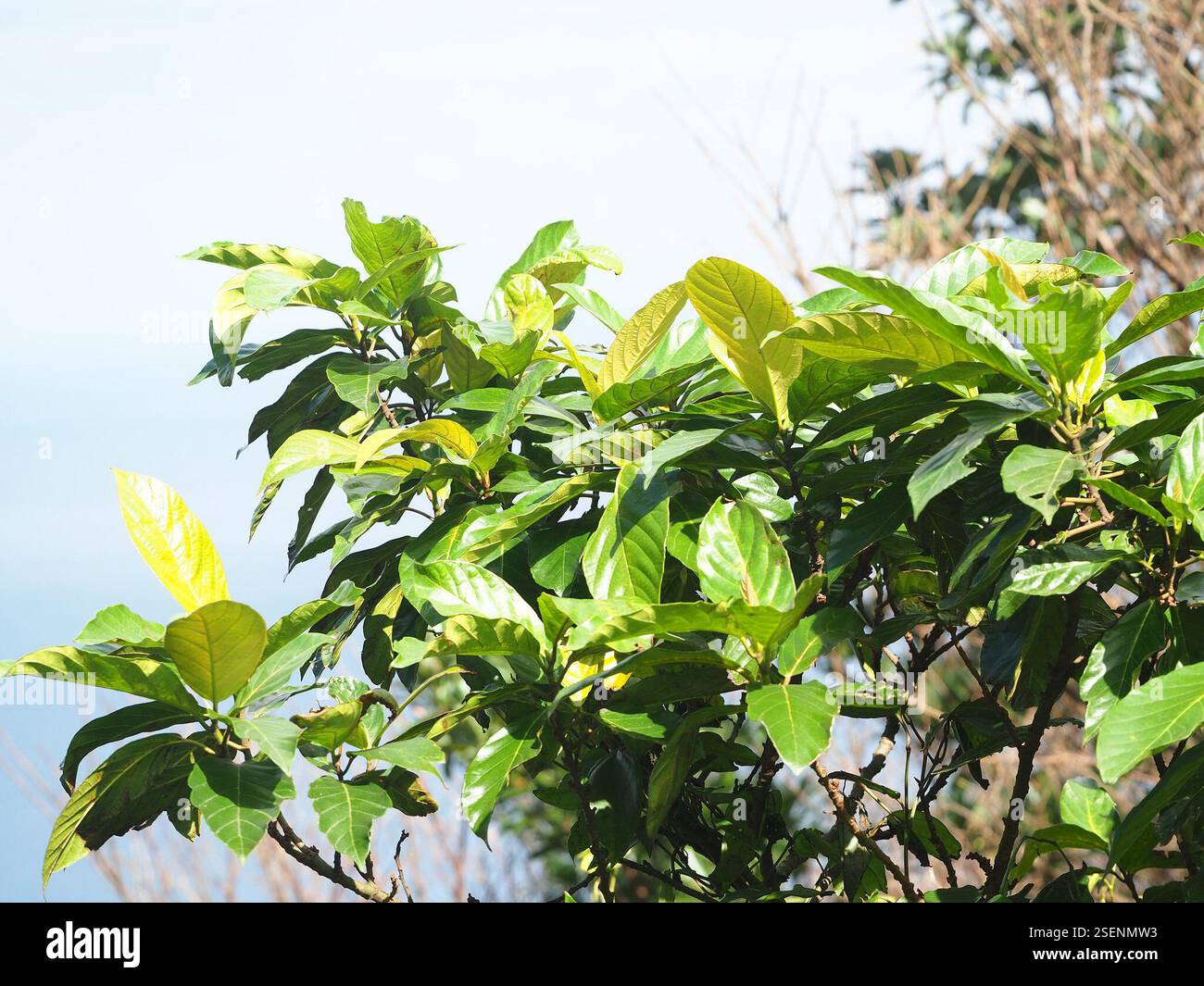 Milk Tree (Ficus benguetensis), Plantae, 台灣新北市 Stock Photo - Alamy