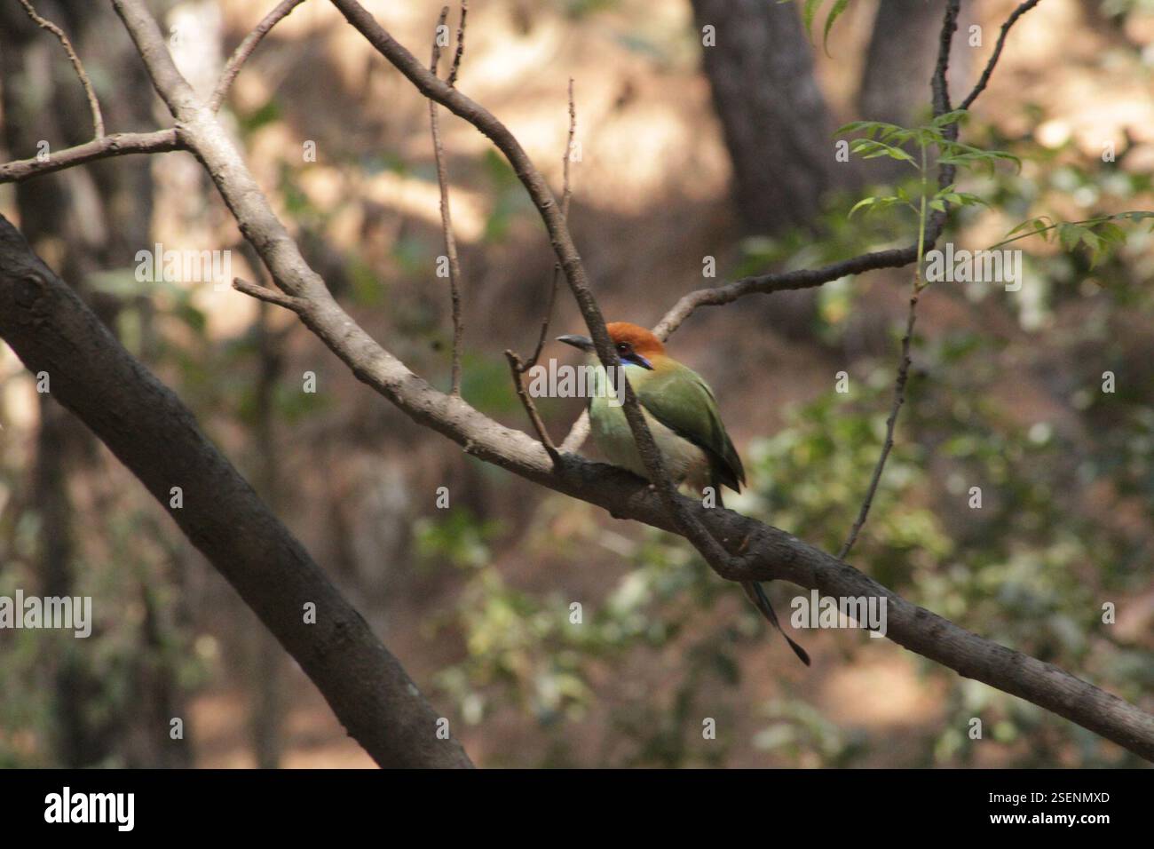 Russet-crowned Motmot (Momotus mexicanus), Aves, Bosque Los Colomos ...
