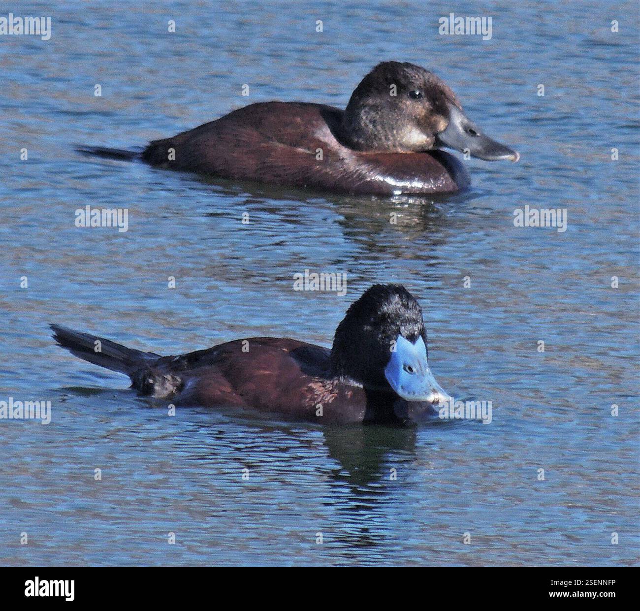 Andean Duck (Oxyura ferruginea), Aves, Lago Argentino, AR-SC, AR Stock ...