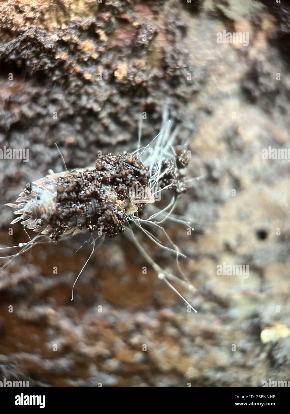 Fungi Including Lichens (Fungi), Fungi, Greater Vancouver, CA-BC, CA ...