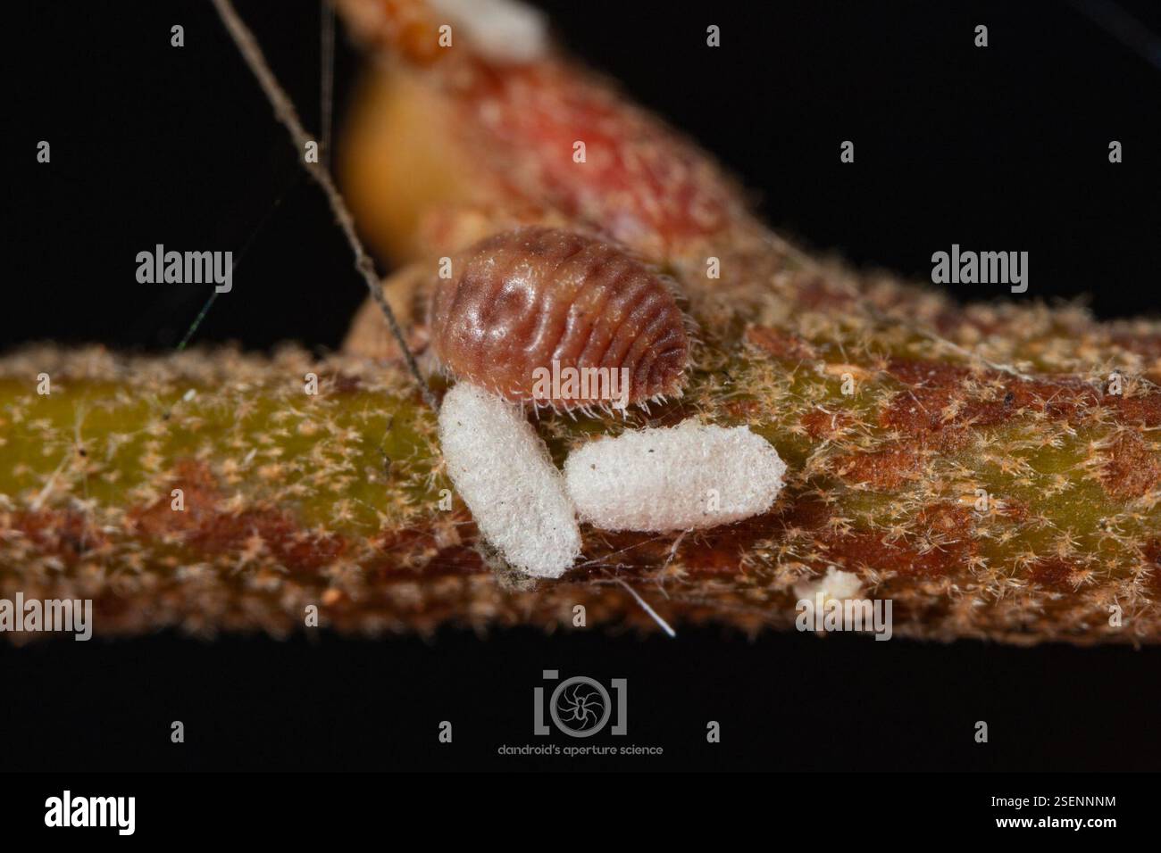 (Tetracneminae), Insecta, Chimney Lakes, Jacksonville, FL, USA ...