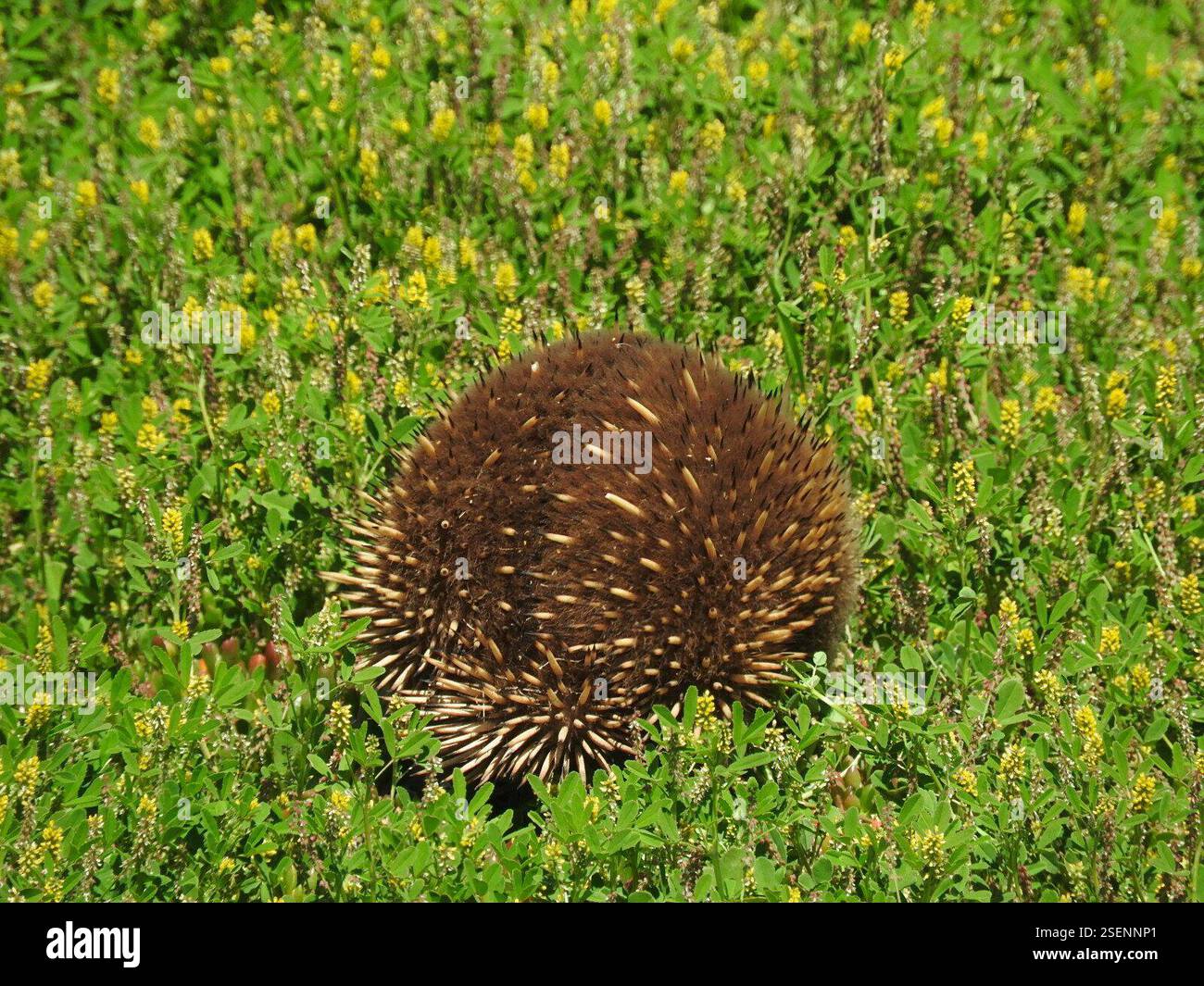 Tasmanian Echidna (Tachyglossus aculeatus setosus), Mammalia, Penna TAS ...