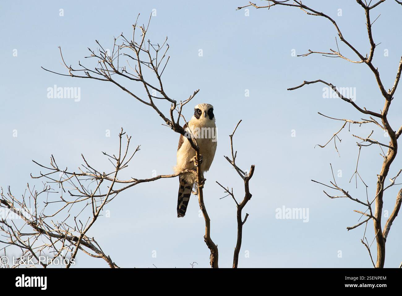 Laughing Falcon (Herpetotheres cachinnans), Aves, Orange Walk District ...