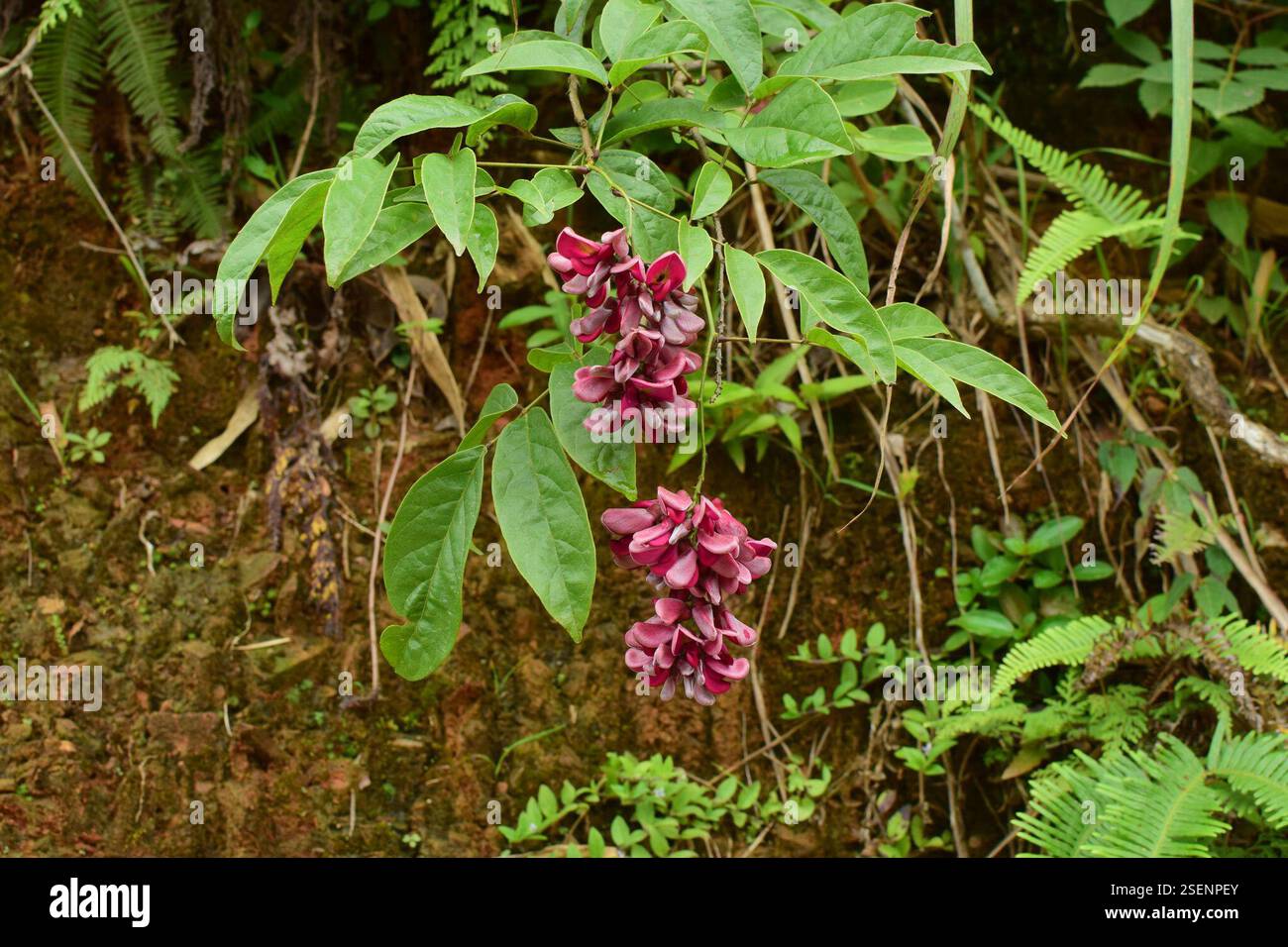 Evergreen Wisteria (Wisteriopsis reticulata), Plantae, 中国江西省上饶市婺源县 ...
