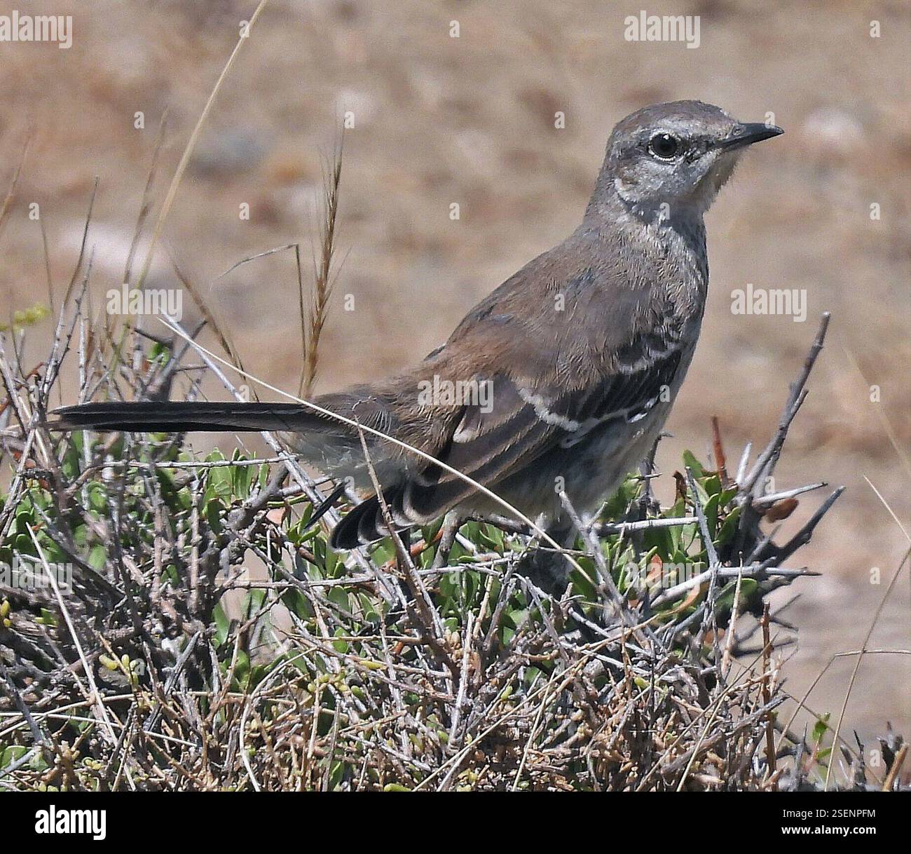 Patagonian Mockingbird (Mimus patagonicus), Aves, Biedma, Chubut ...