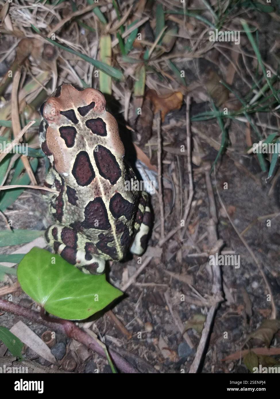 Western Leopard Toad (Sclerophrys pantherina), Amphibia, Kirstenhof ...