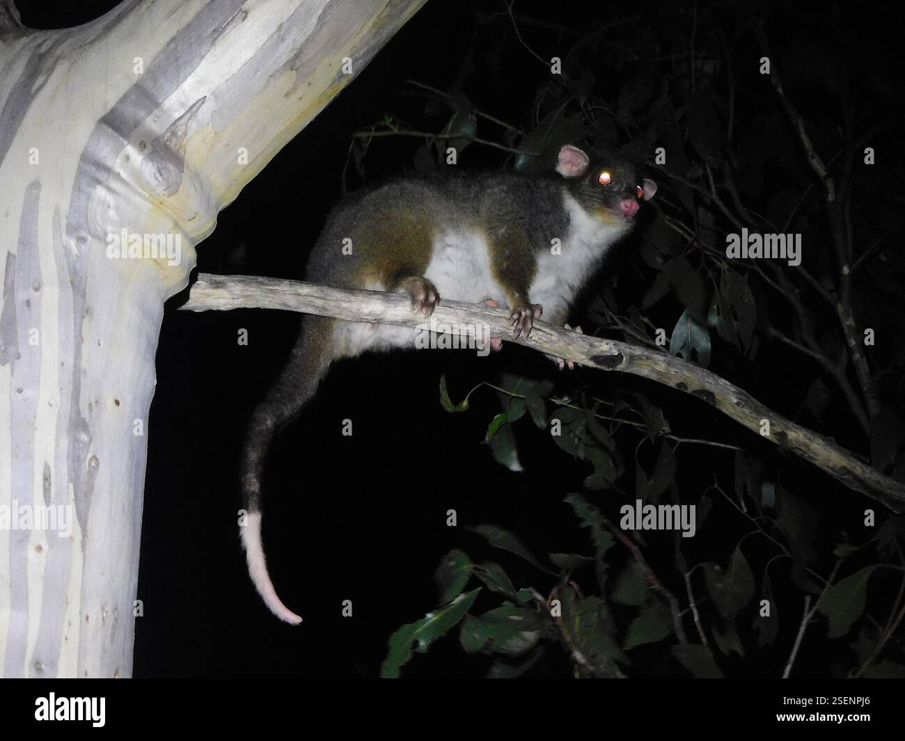 Common Ring-tailed Possum (Pseudocheirus peregrinus), Mammalia, Hobart ...