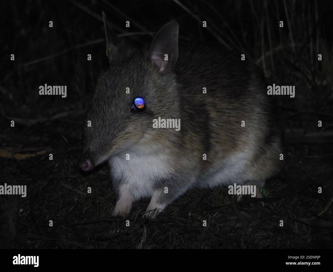 Eastern Barred Bandicoot (Perameles gunnii), Mammalia, Hobart TAS ...