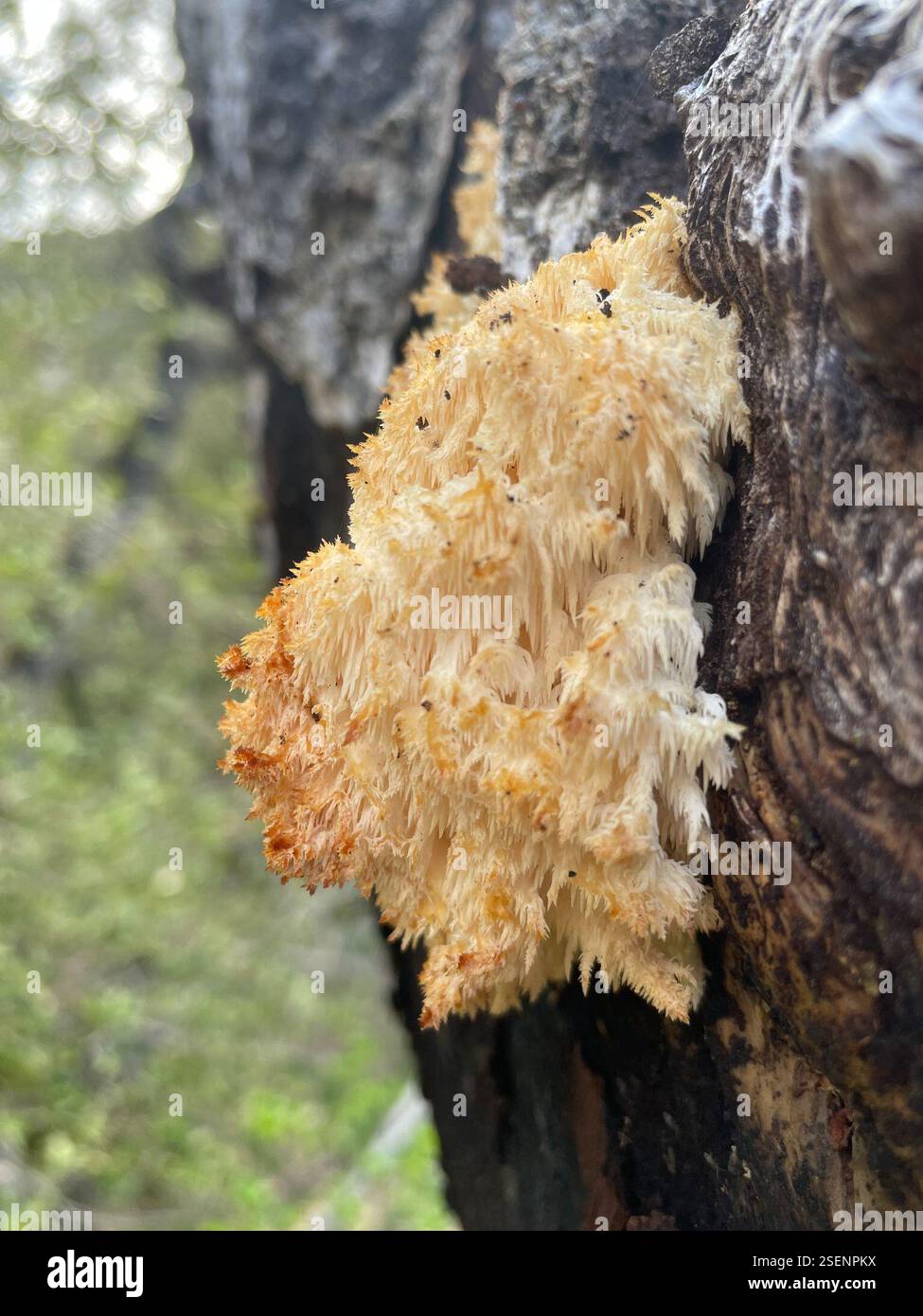 Coral tooth fungus (Hericium coralloides), Fungi, Rancho San Antonio ...