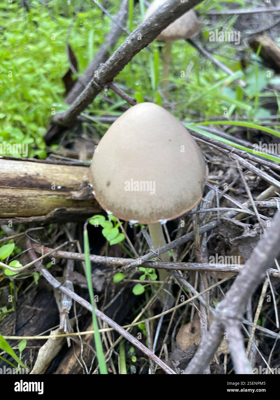 Tall Psathyrella (Psathyrella longipes), Fungi, Topanga State Park, Los ...