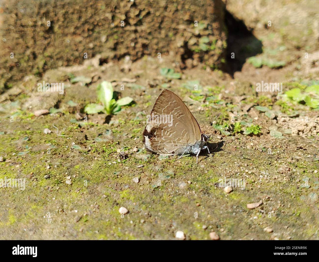 Common Ciliate Blue (Anthene emolus), Insecta, Hpa-An Stock Photo - Alamy