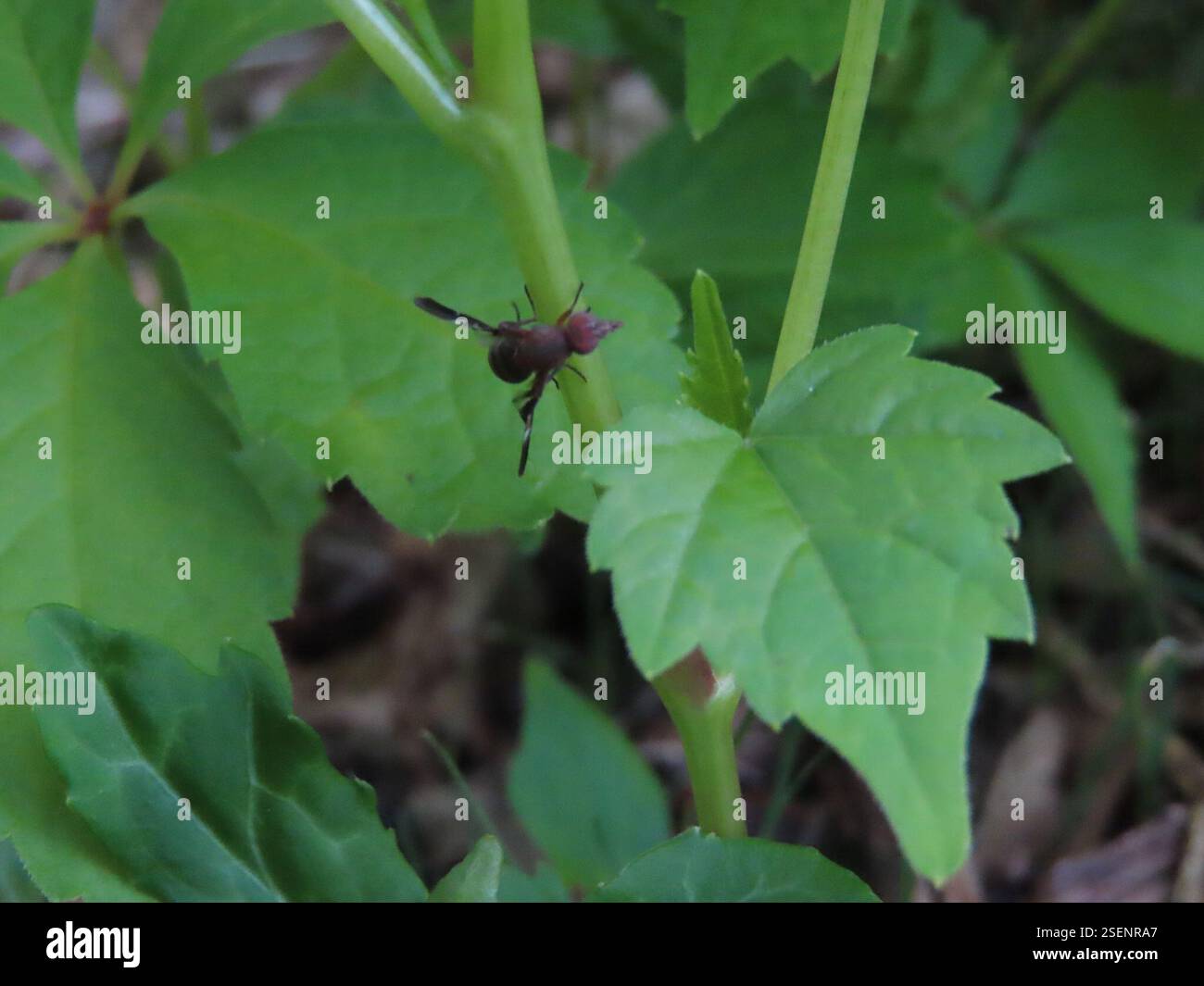 Common Picture-winged Fly (Delphinia picta), Insecta, Louisville, KY ...