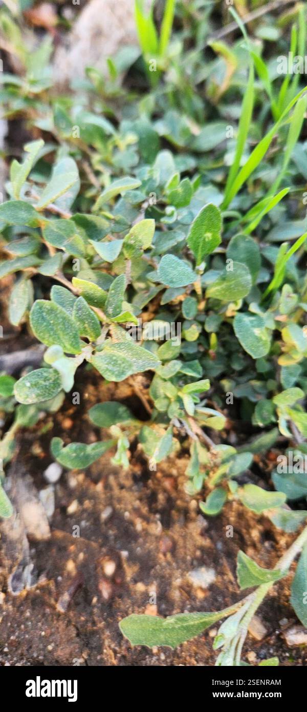 saltbush subfamily (Chenopodioideae), Plantae, 22430 Tijuana, Baja ...