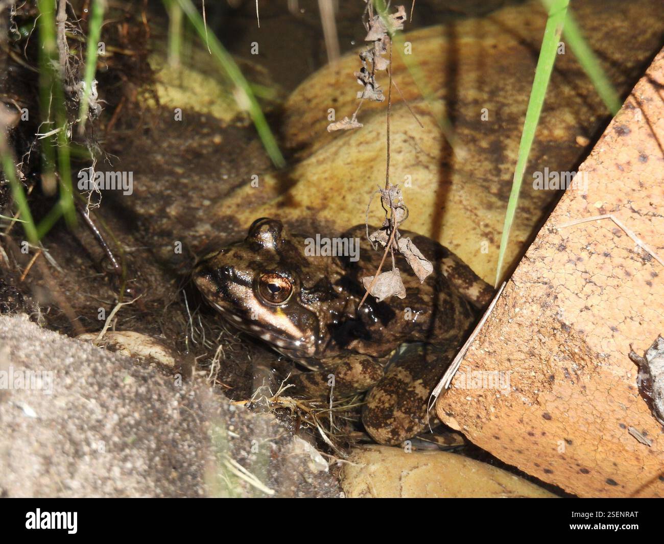 Cape River Frog (Amietia fuscigula), Amphibia, Kouga region, South ...