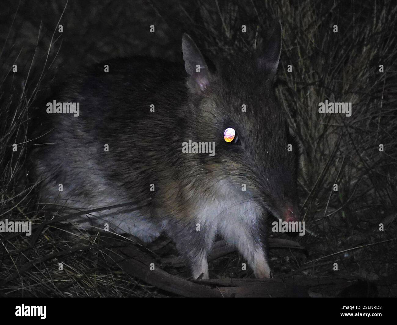 Eastern Barred Bandicoot (Perameles gunnii), Mammalia, Hobart TAS ...