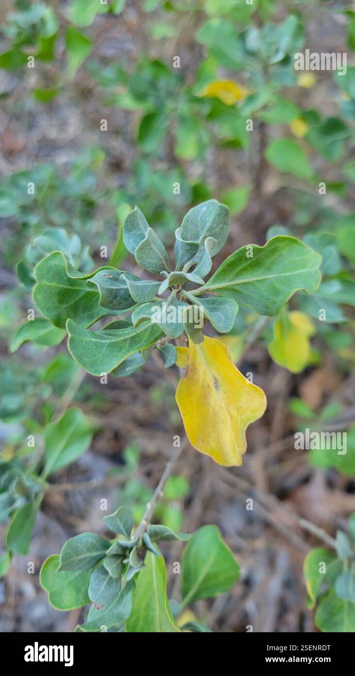 garberia (Garberia heterophylla), Plantae, Ocala, FL 34476, USA Stock ...
