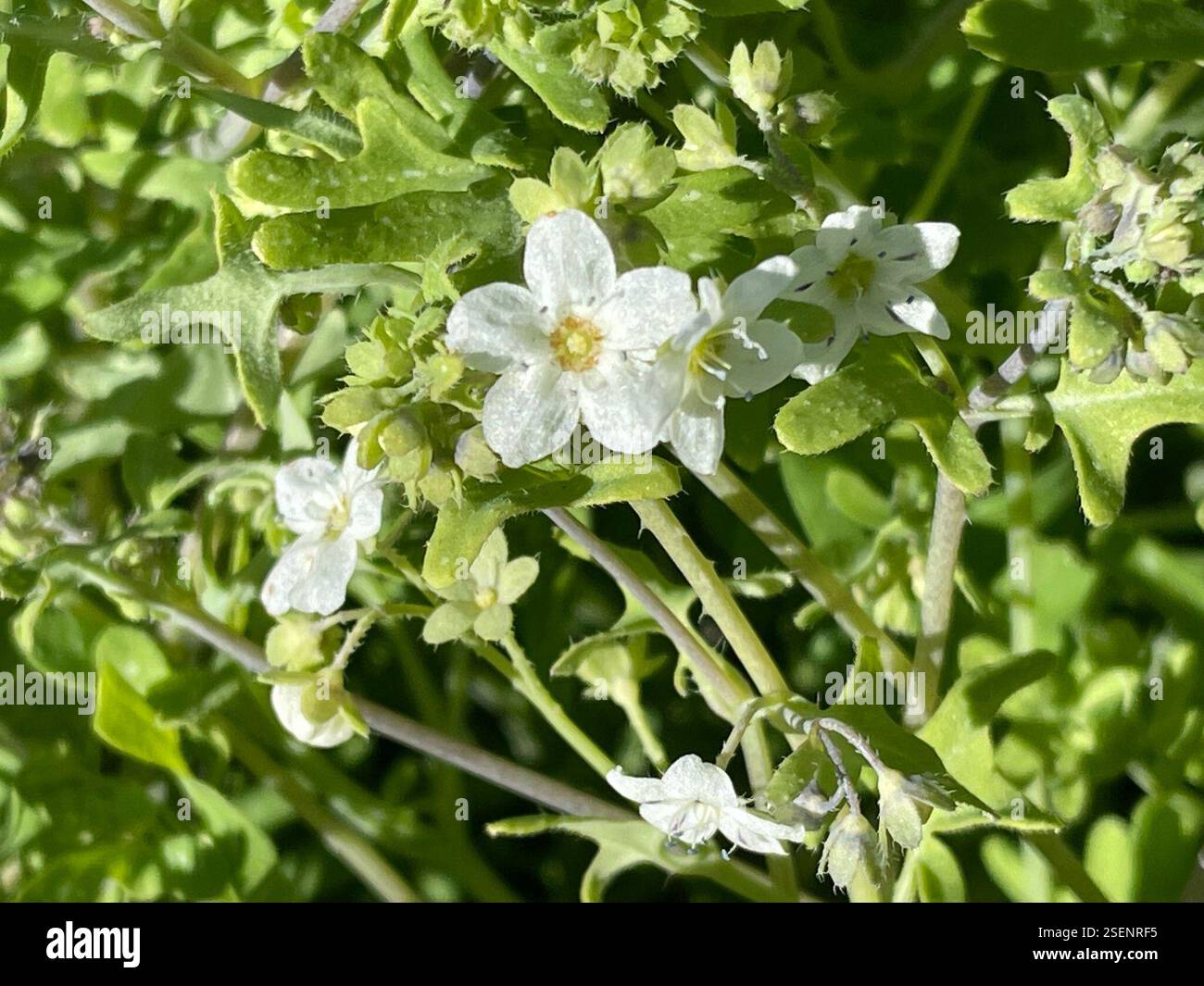white fiesta flower (Pholistoma membranaceum), Plantae, Santa Rosa and ...