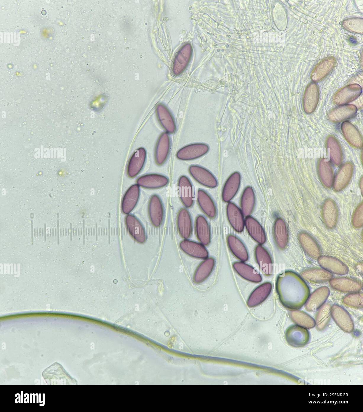 (Ascobolus degluptus), Fungi, North Mount Loretto, New York, NY, US, On ...