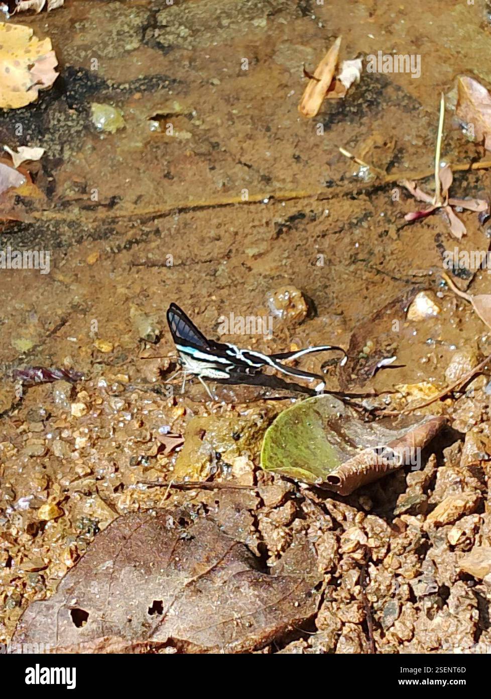 Green Dragontail Butterfly (Lamproptera meges), Insecta, Hpa-An Stock ...