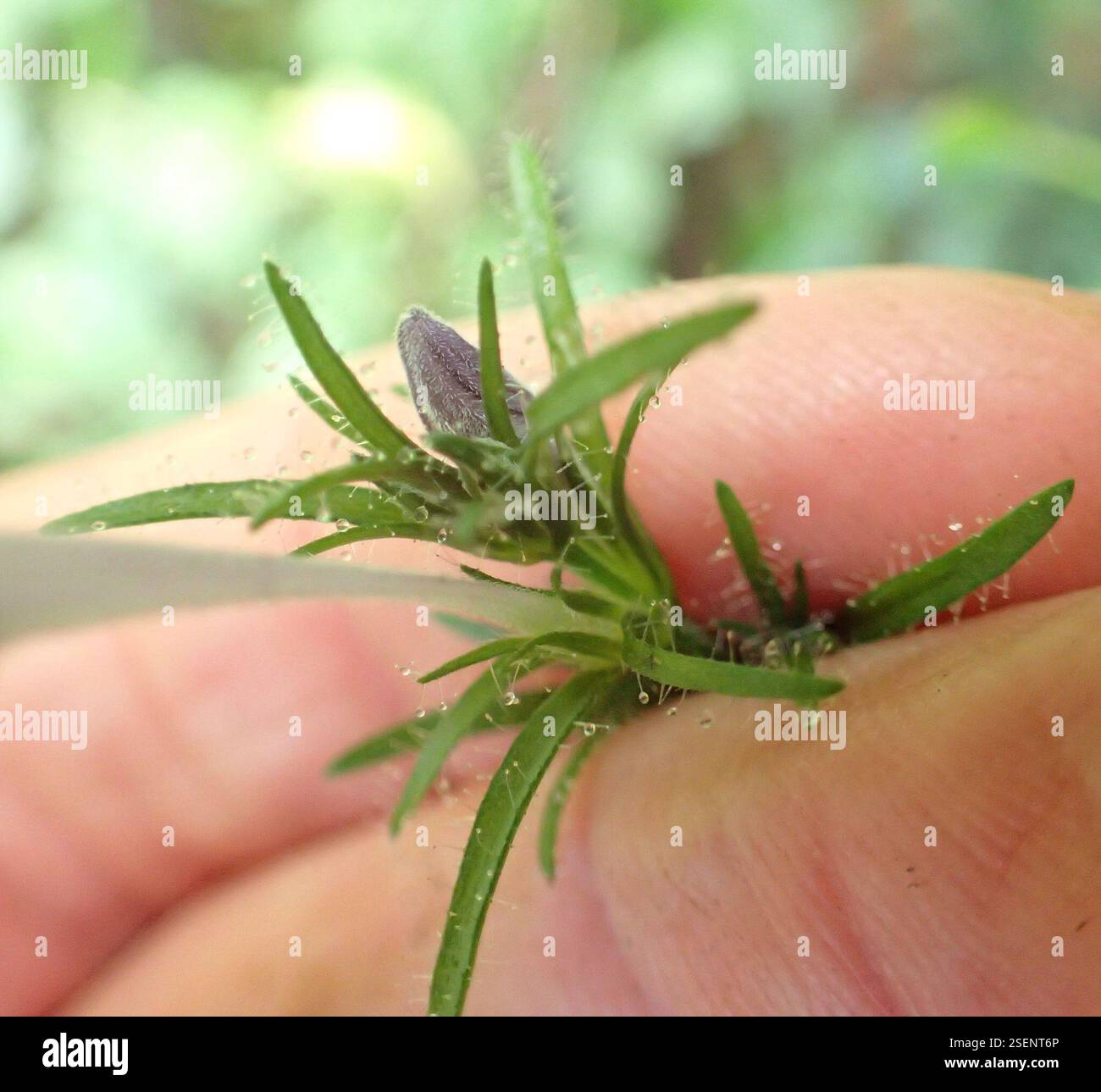 (Isoglossa cooperi), Plantae, Mgangeni, Maphephetha, South Africa ...