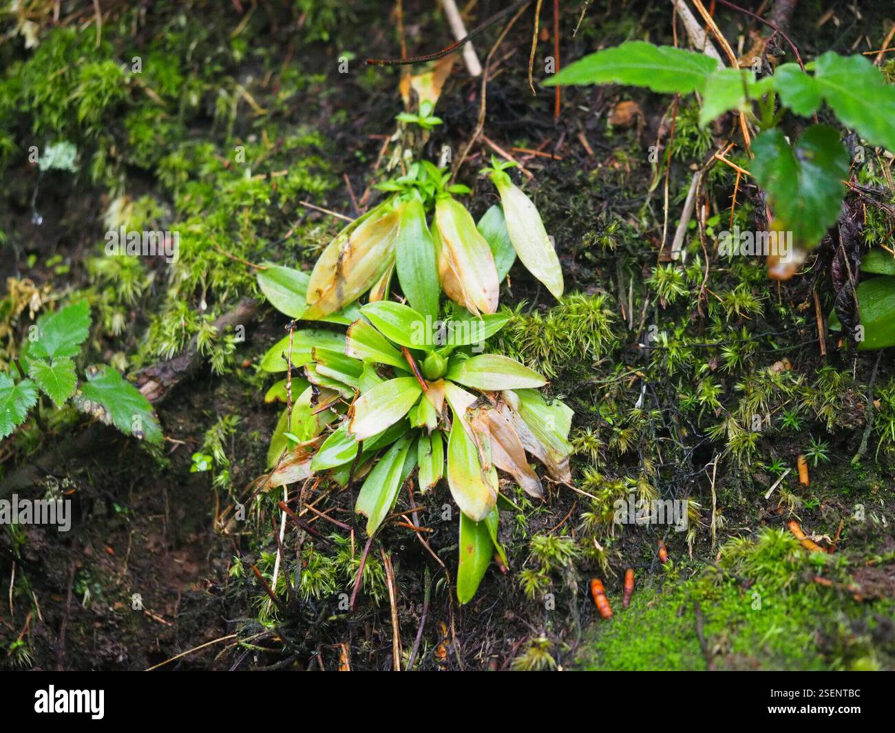 (Heloniopsis umbellata), Plantae, 台灣台北 Stock Photo - Alamy