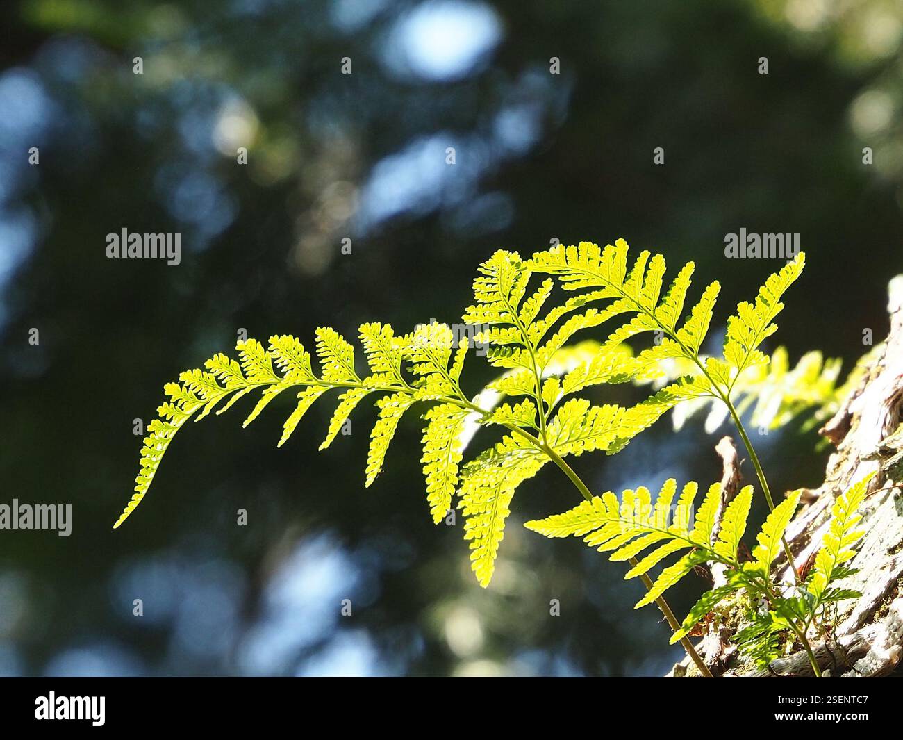 Griffith Humata (Davallia griffithiana), Plantae, 314台灣新竹縣北埔鄉北埔 Stock ...