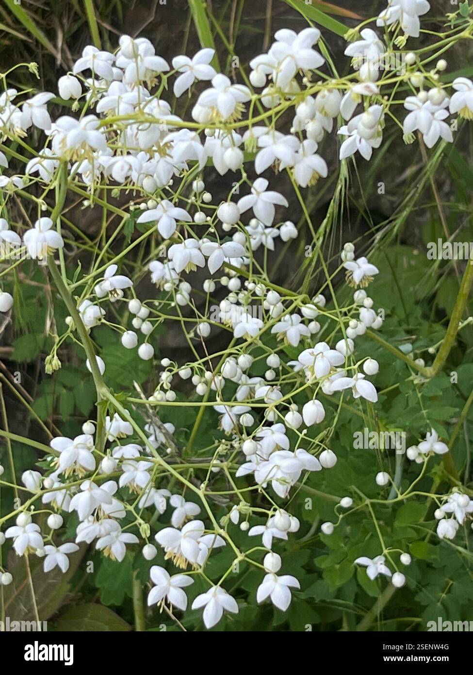 Common Marsh-bedstraw (Galium palustre), Plantae, North Island ...