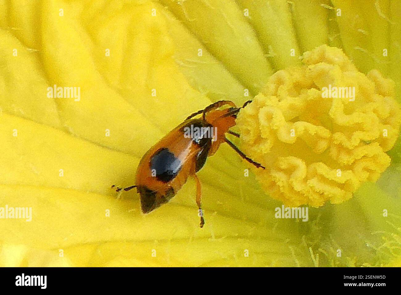 (Aulacophora hilaris), Insecta, Thomas Macleod Park, Sinnamon Park QLD ...