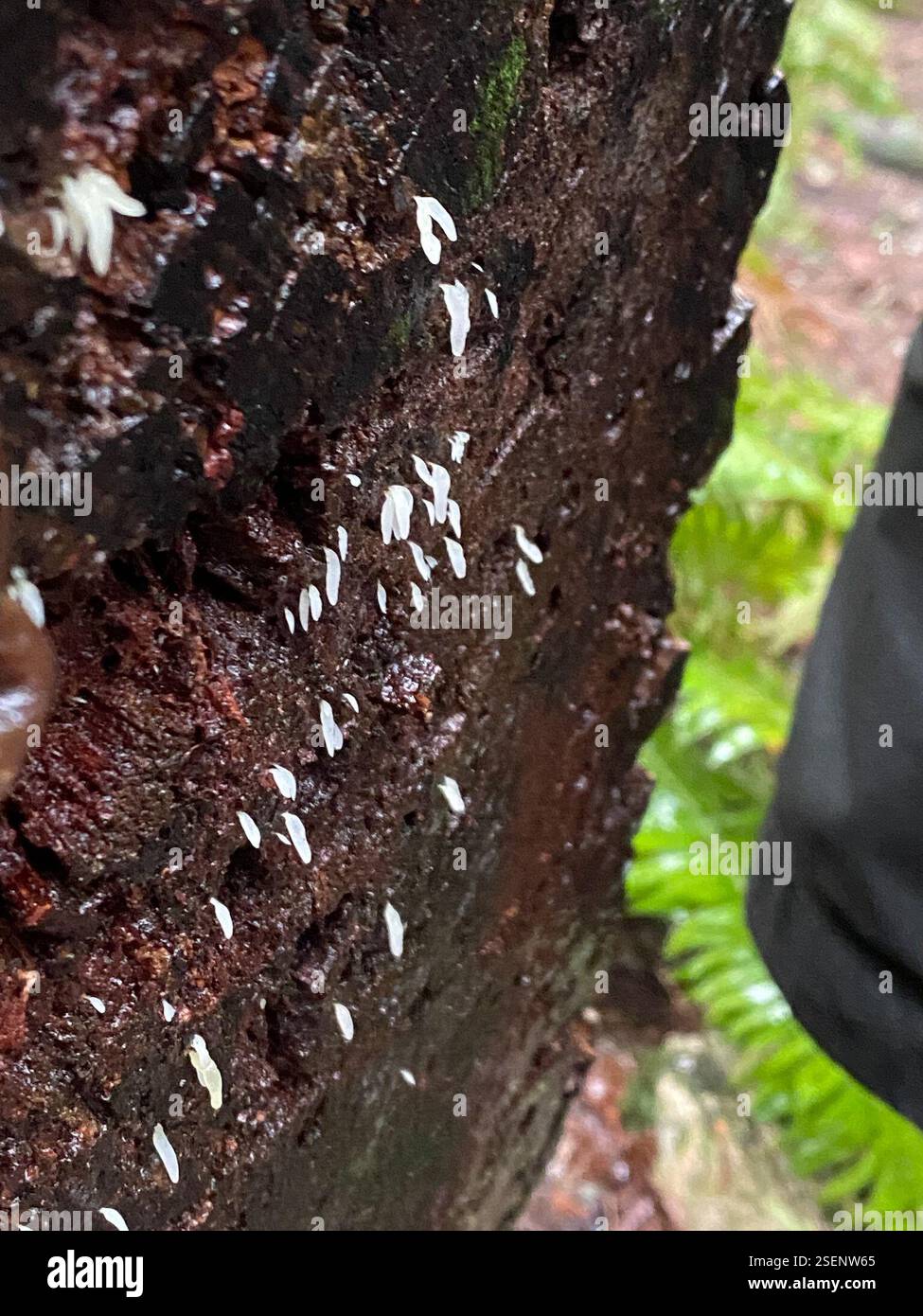 (Mucronella), Fungi, Lighthouse Park, West Vancouver, BC, CA Stock ...
