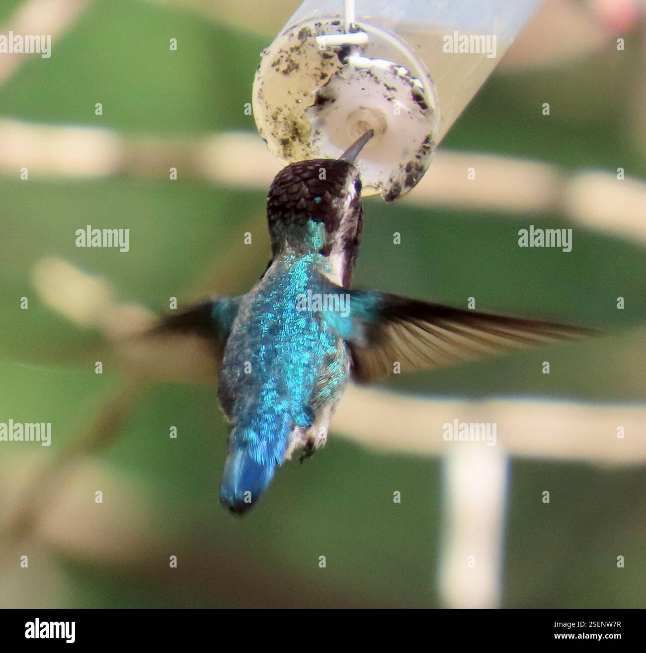 Bee Hummingbird (Mellisuga helenae), Aves, Ciénaga de Zapata, CU-MA, CU ...