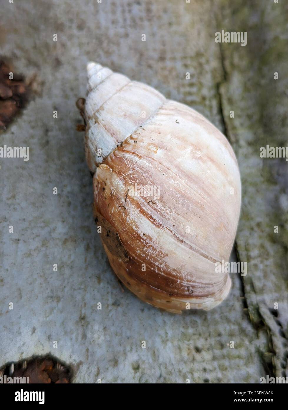 African Giant Snail (Lissachatina fulica), Mollusca, 208, Taiwan ...