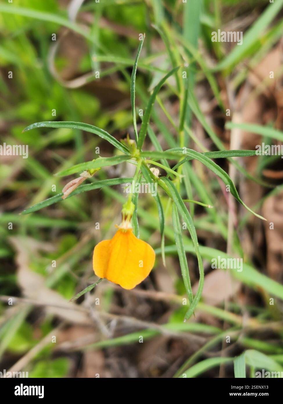spade flower (Pigea stellarioides), Plantae, Bouldercombe QLD 4702 ...