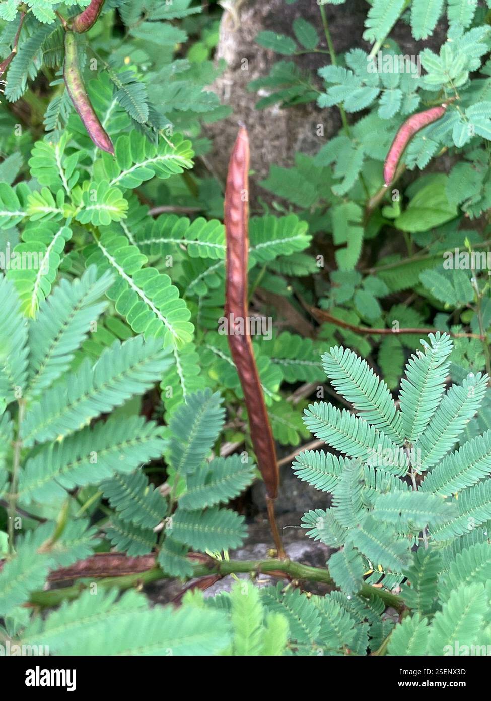 (Mimoseae), Plantae, Saint Anthon, MS Stock Photo - Alamy