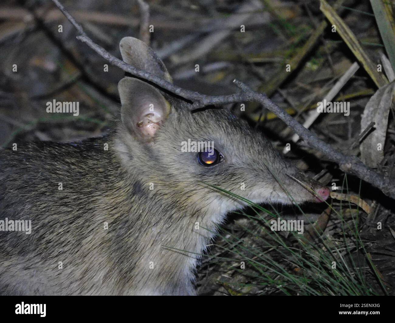 Eastern Barred Bandicoot (Perameles gunnii), Mammalia, Hobart TAS ...