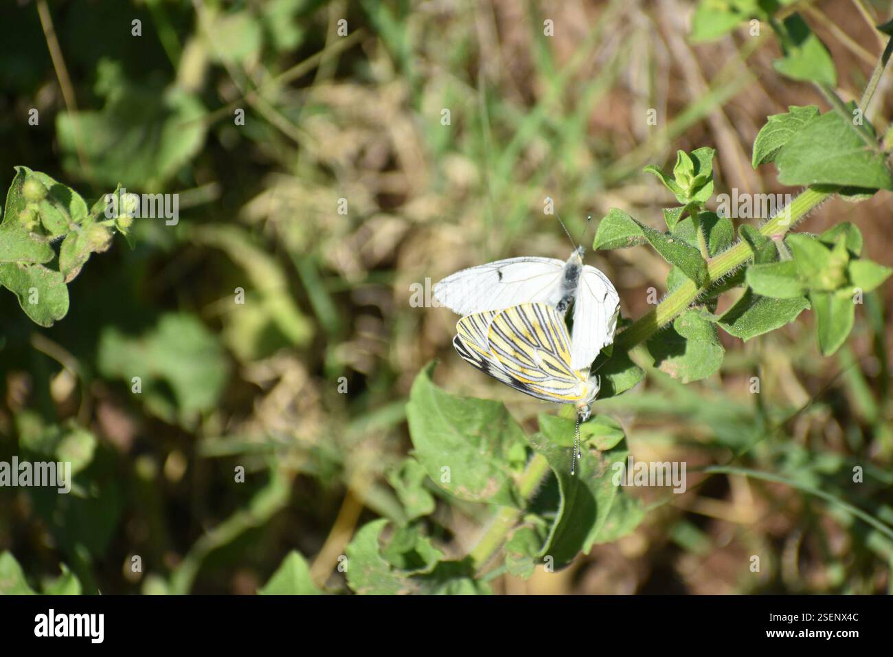 Common White Tatochila (Phulia mercedis), Insecta, La Pampa, Argentina ...