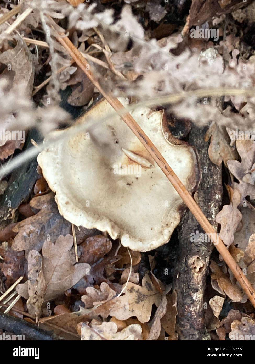 Brown Roll-Rim (Paxillus involutus), Fungi, Richmond Park, London ...