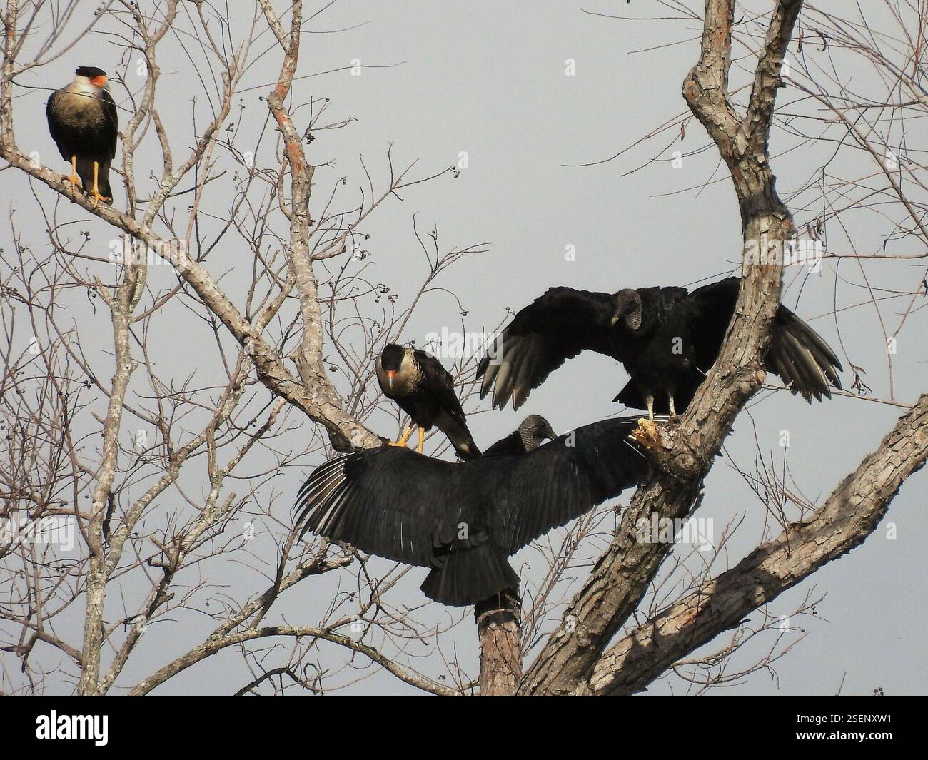 Black Vulture (Coragyps atratus), Aves, Clear Lake City, Houston, TX, USA, A pair of black ...