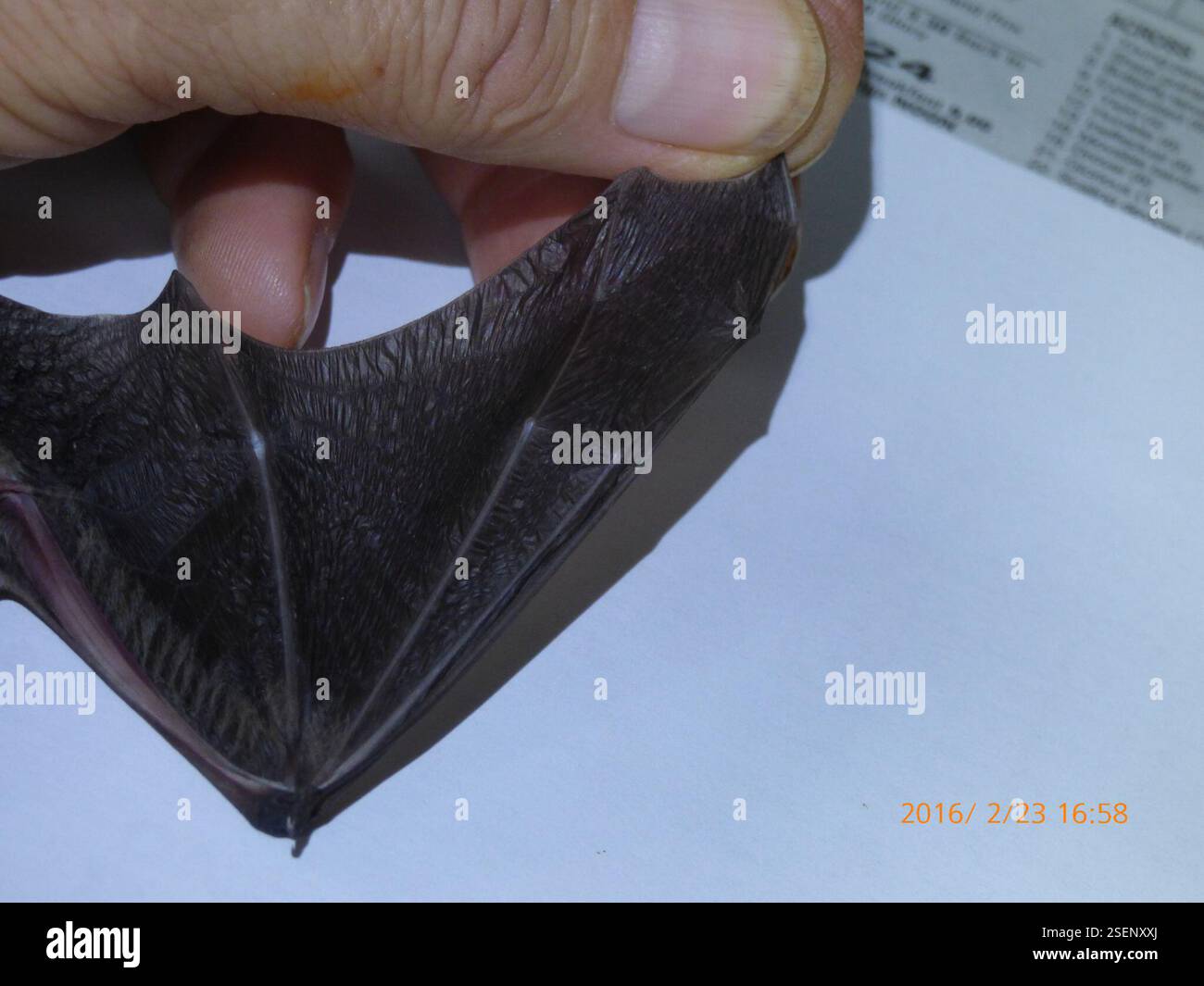 Gould's Wattled Bat (Chalinolobus gouldii), Mammalia, Montacute SA 5134 ...