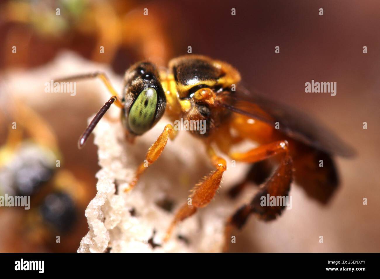 Narrow Stingless Bee (Tetragonisca angustula), Insecta, Araçariguama ...