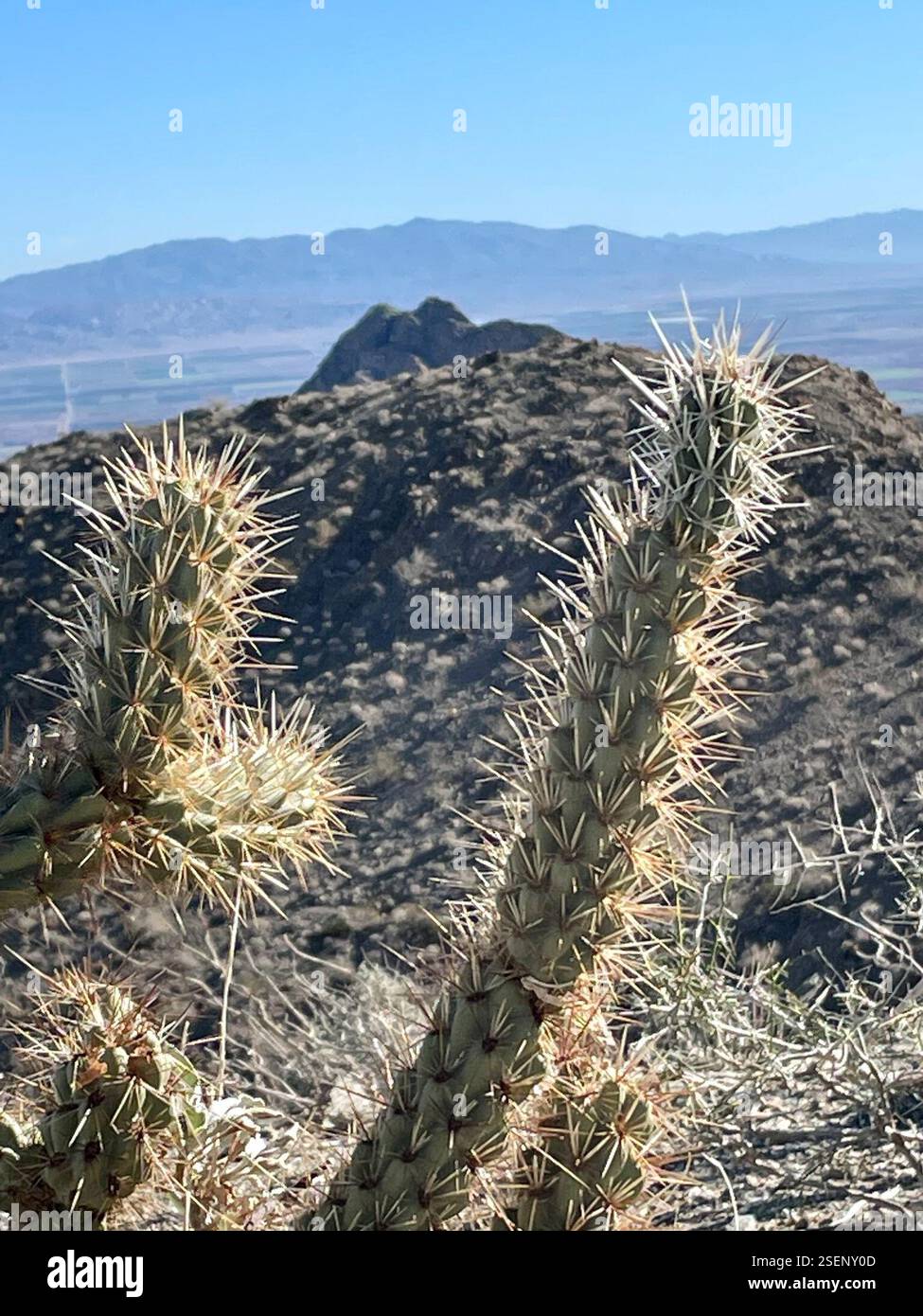 (Cylindropuntia ganderi ganderi), Plantae, Santa Rosa and San Jacinto ...