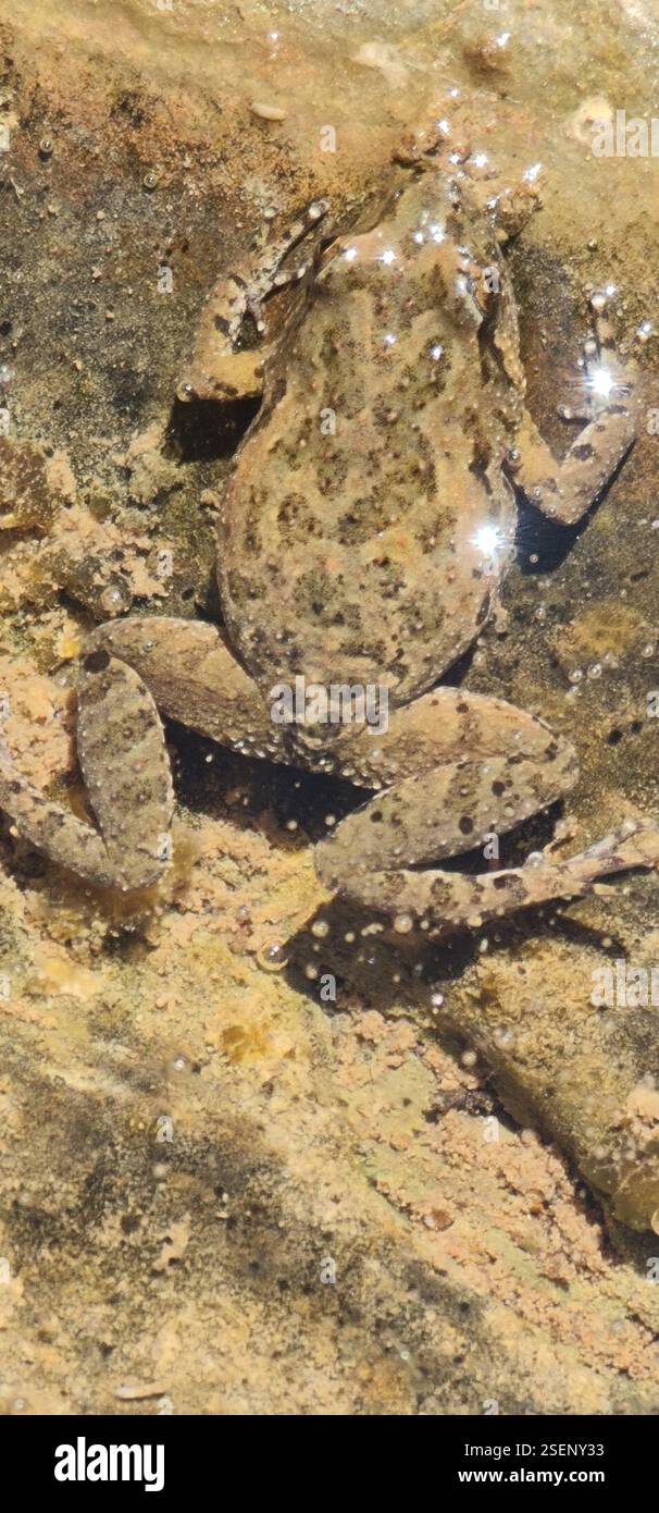 Northern Flinders Ranges Froglet (Crinia flindersensis), Amphibia ...