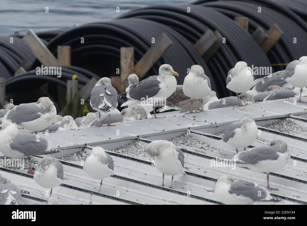 Olympic Gull (Larus glaucescens × occidentalis), Aves, Alberni ...