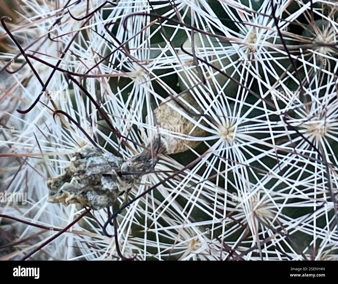 100 yuccas hi-res stock photography and images - Alamy