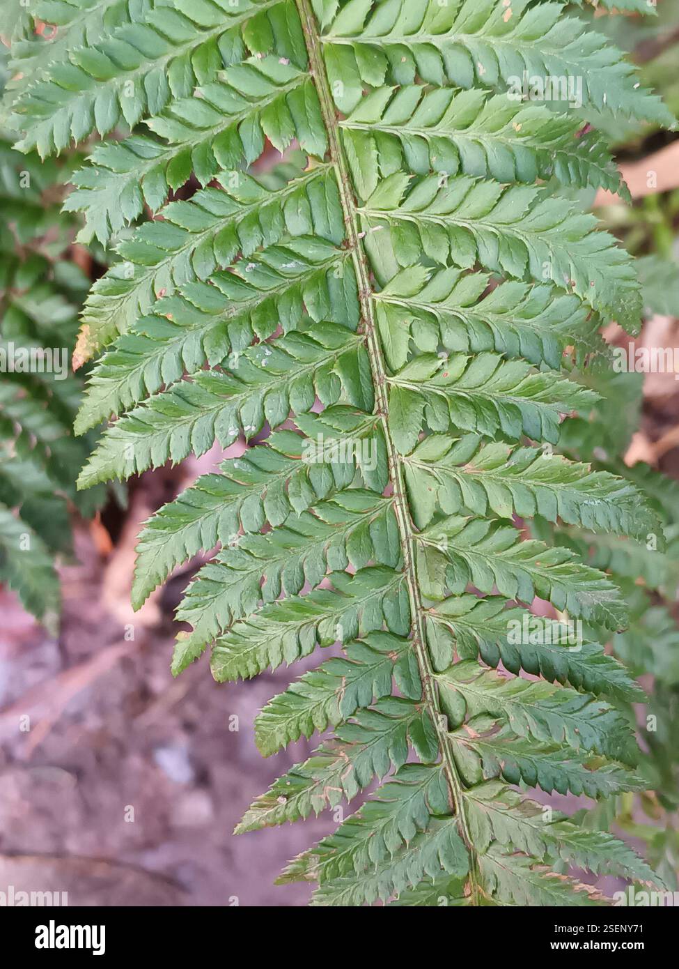 hard shield fern (Polystichum aculeatum), Plantae, Northumberland, UK ...
