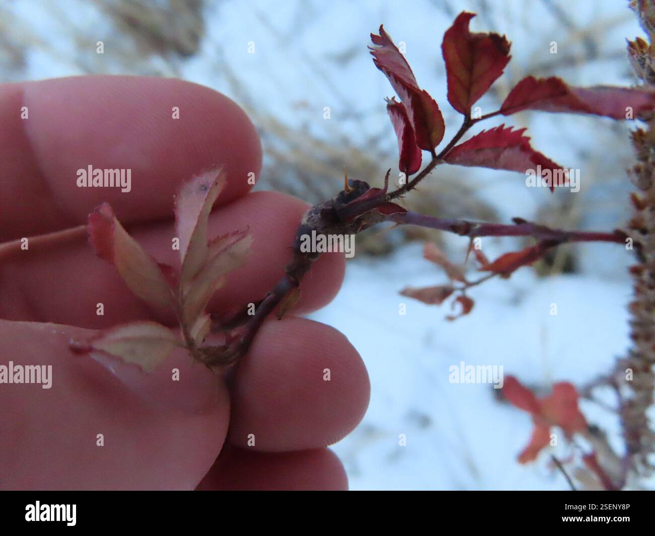 roses (Rosa), Plantae, Wind Cave National Park, Custer, South Dakota ...