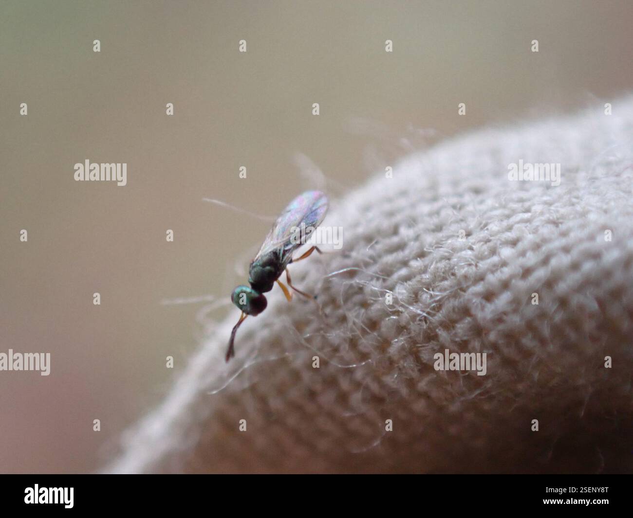 (Pteromalini), Insecta, Colwood, BC, Canada Stock Photo - Alamy